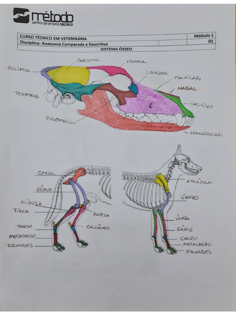 Atlas Anatomia Animal | PDF