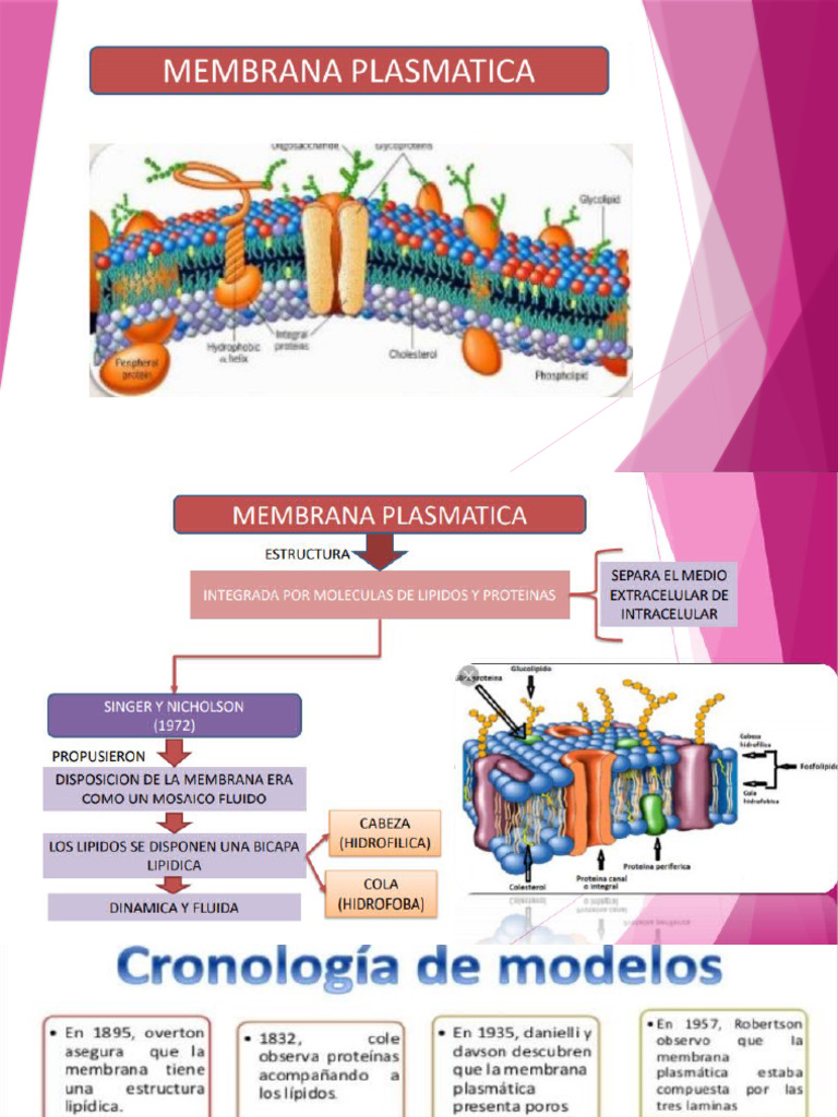 Membrana Plasmatica | PDF