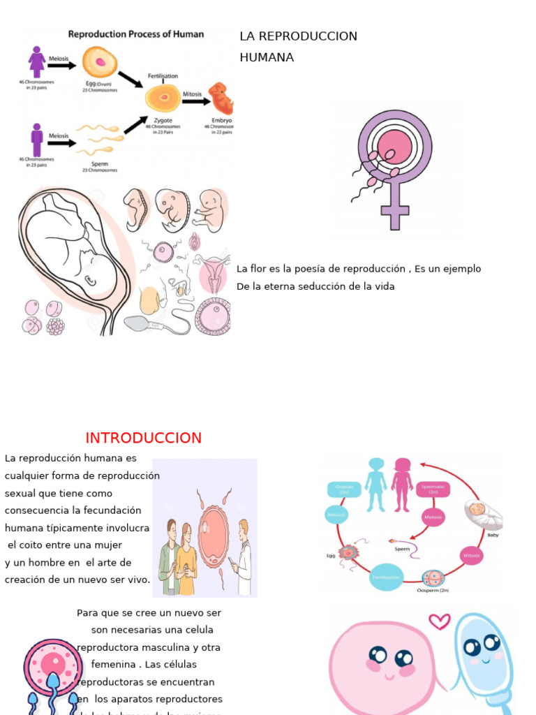 La Reproduccion | PDF