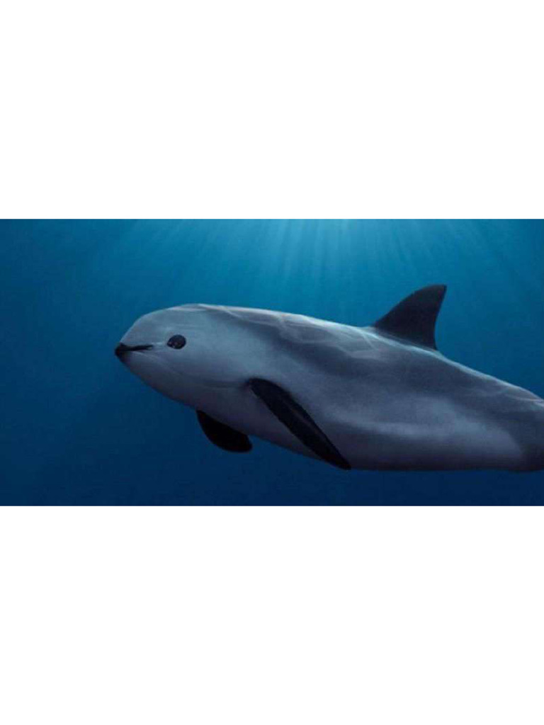 Vaquita Marine Mammal Extinction Endangered Environment | PDF
