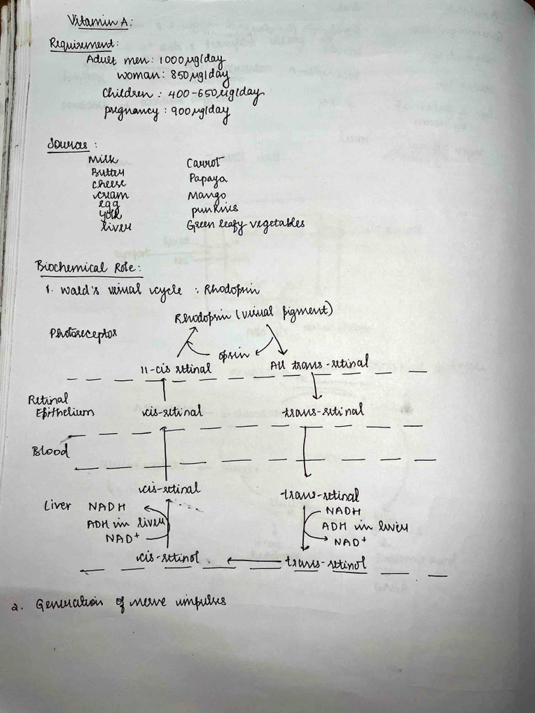 Vitamins Class Notes | PDF