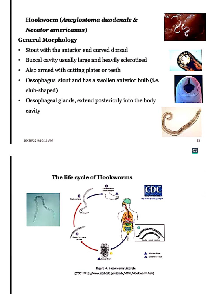 8 Hookworms by Dr Njaanake | PDF