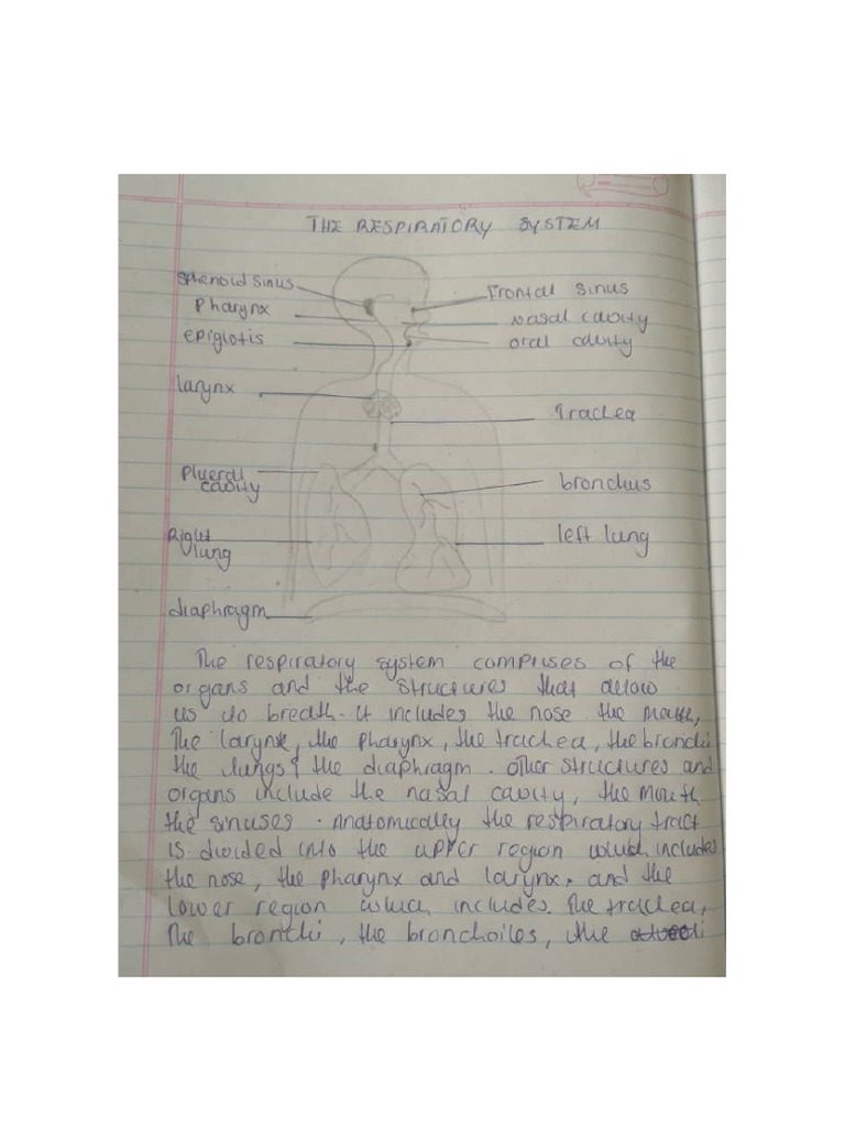 Respiratory System (TIGER) | PDF