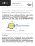 Anatomía del Ojo Bovino y Sus Partes | PDF | Ojo humano | Ojo