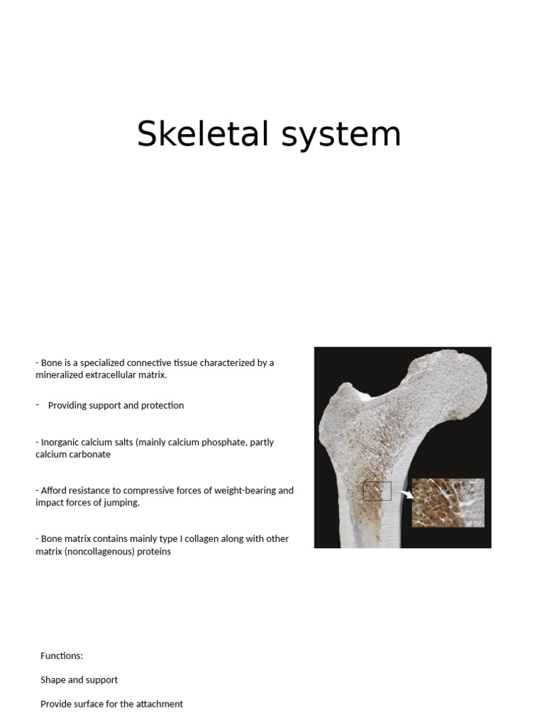 Skeletal System | PDF