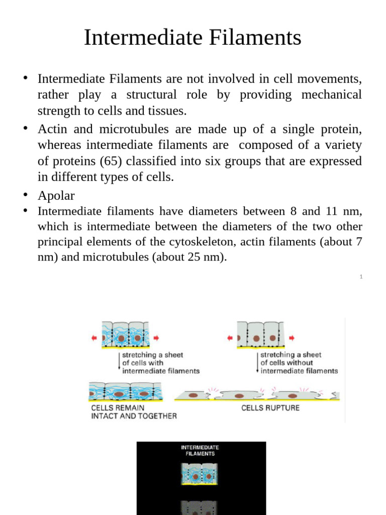 Intermediate Filaments | PDF