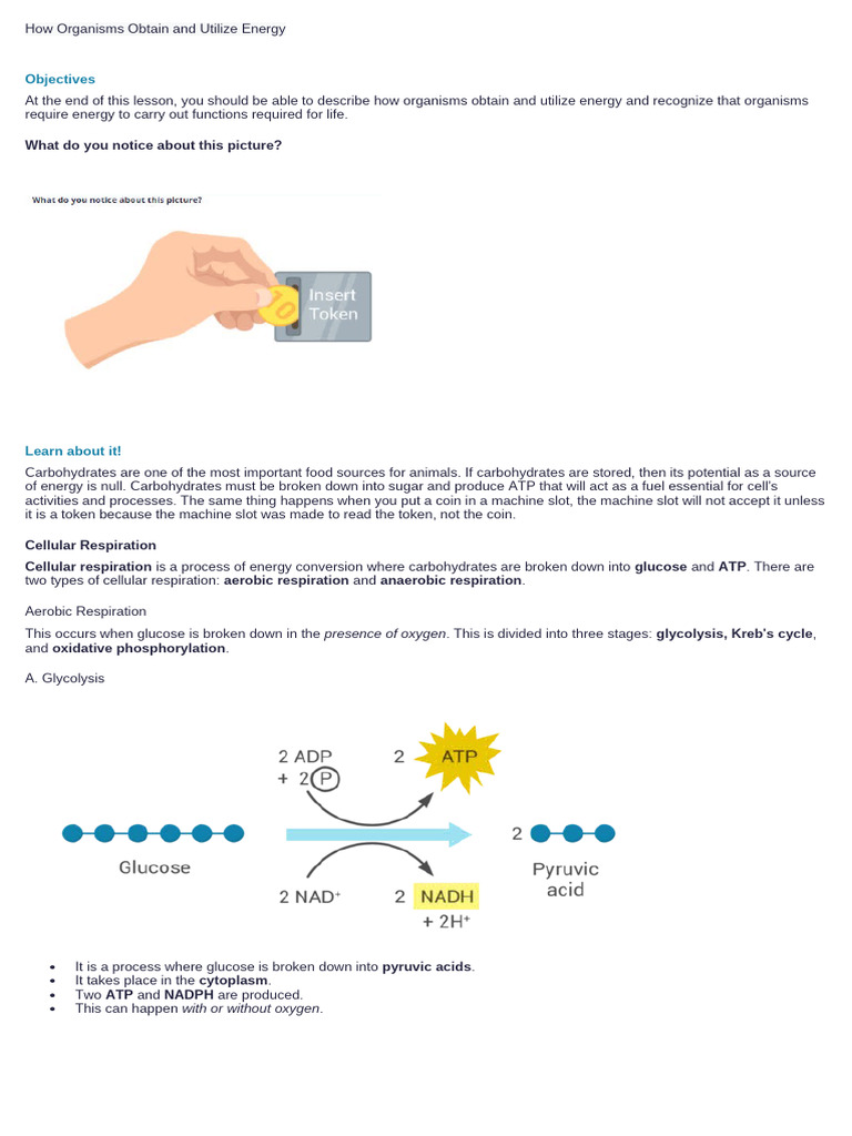 12how Organisms Obtain and Utilize Energy | PDF
