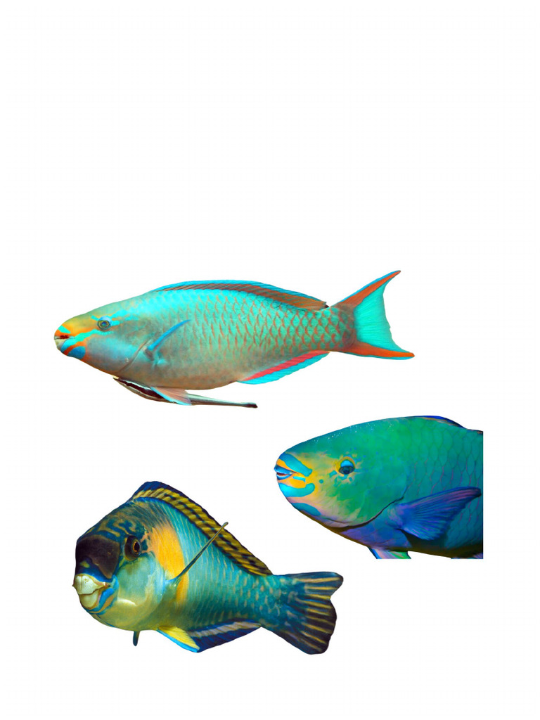 Ikan Bayan | PDF