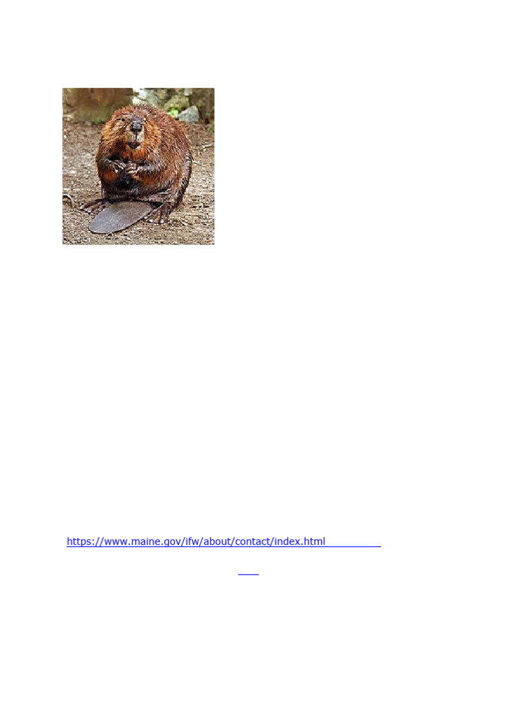 Beaver | PDF | Beaver | Trapping