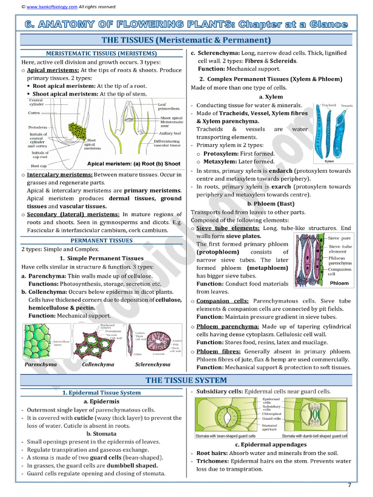 6 anatomy of flowering plants-exam capsule | PDF