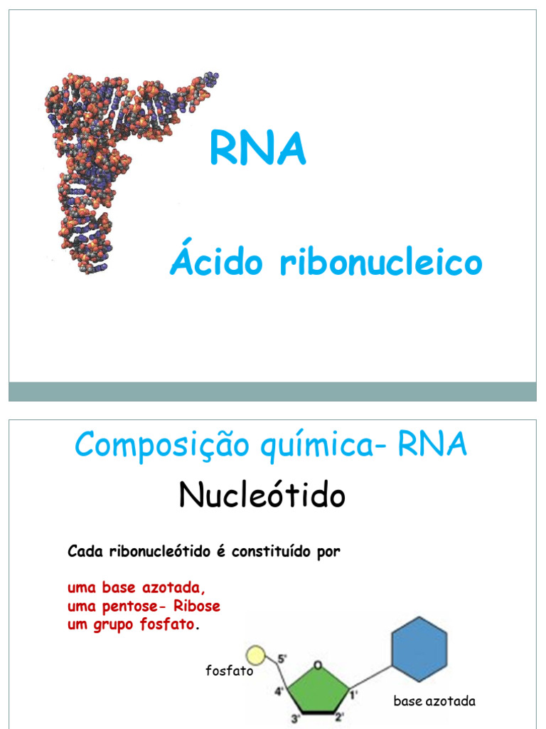 3 Comp Estrutura RNA | PDF
