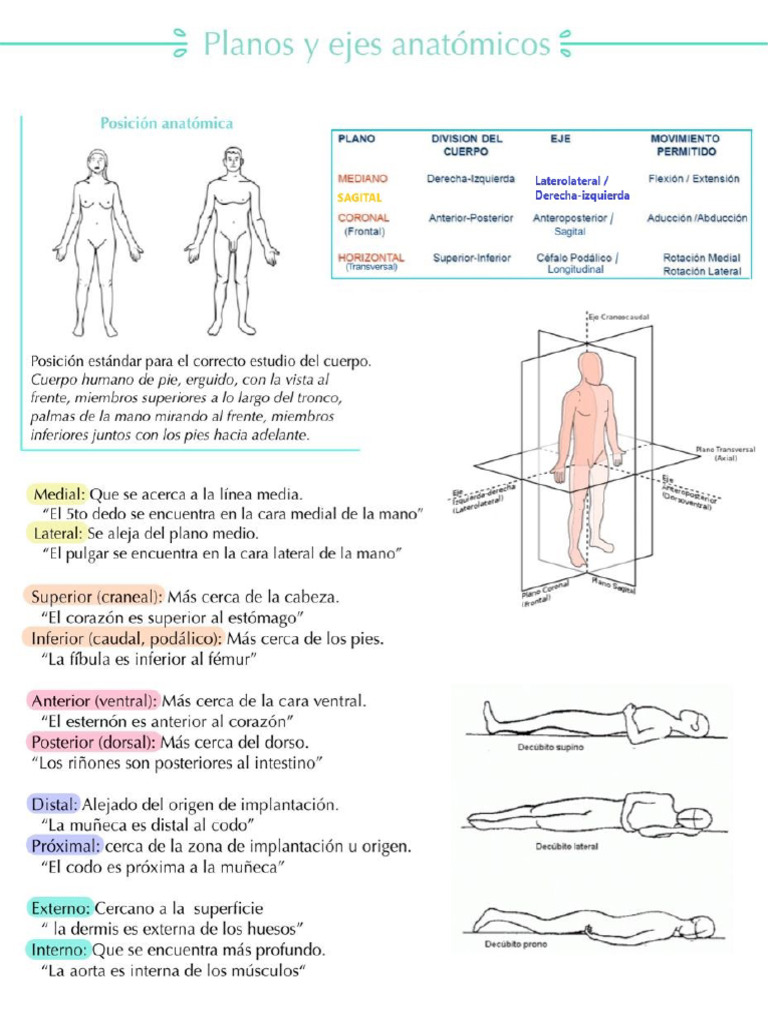 Planos y Ejes Anatómicos | PDF