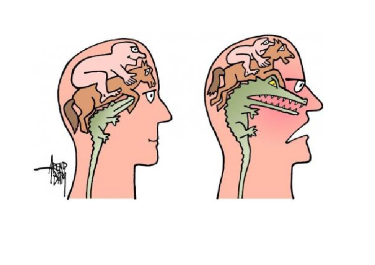 Hersenen Krokodil Paard Mens | PDF