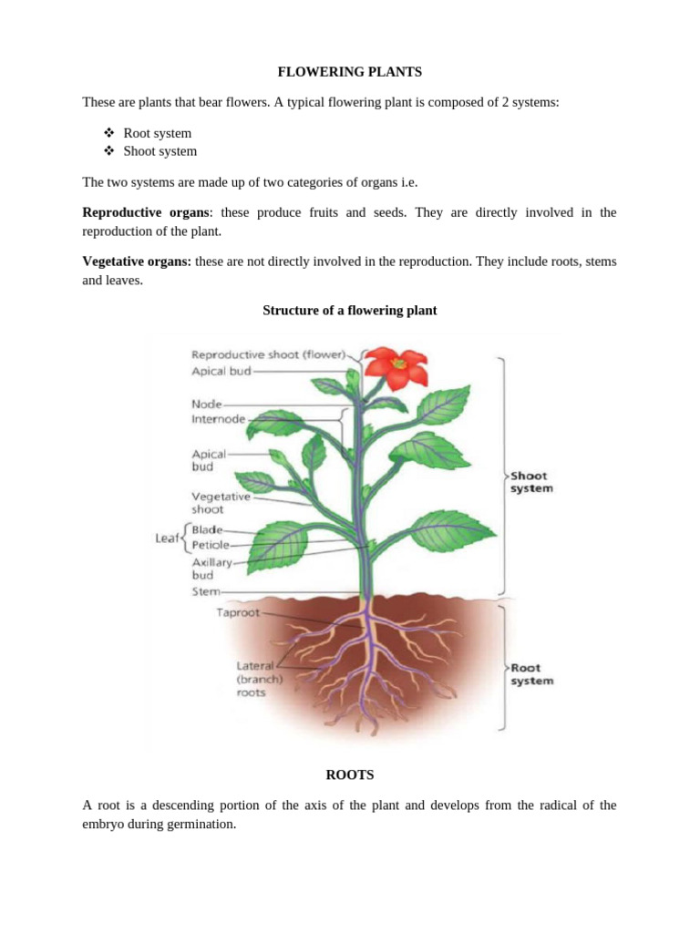 03.-Flowering Plants | PDF