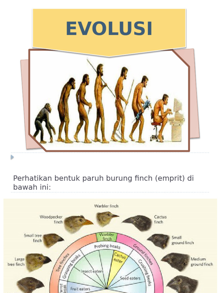 Materi Evolusi | PDF