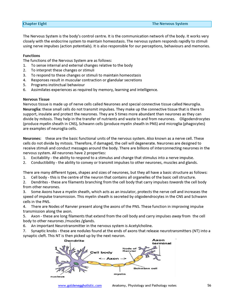 The Nervous System Notes | PDF
