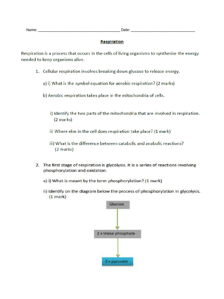 Worksheet 1-Aerobic Respiration | PDF