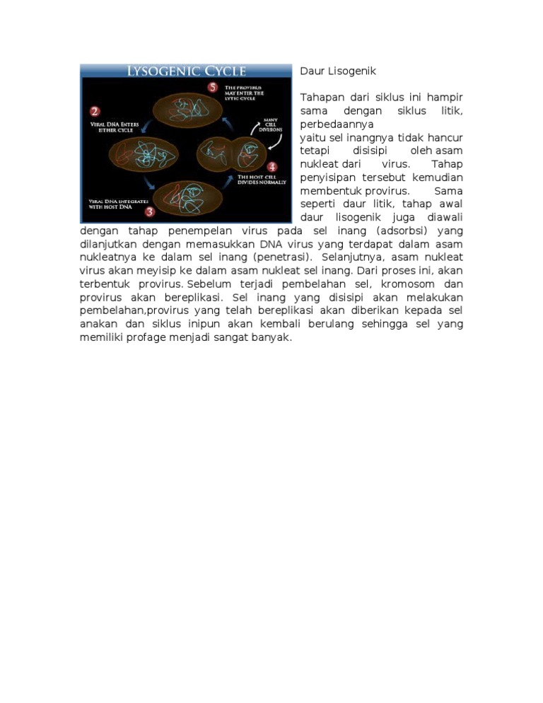 Tahapan Daur Lisogenik Virus | PDF