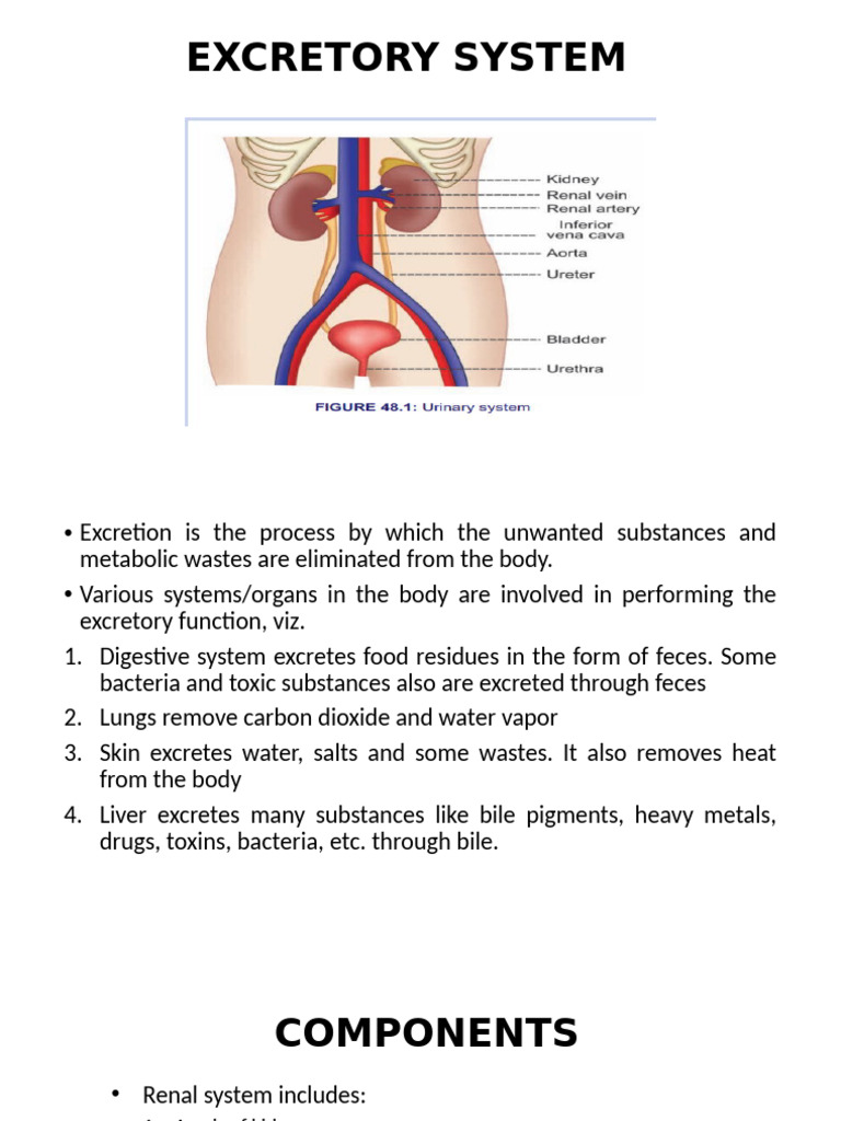 Excretory System | PDF