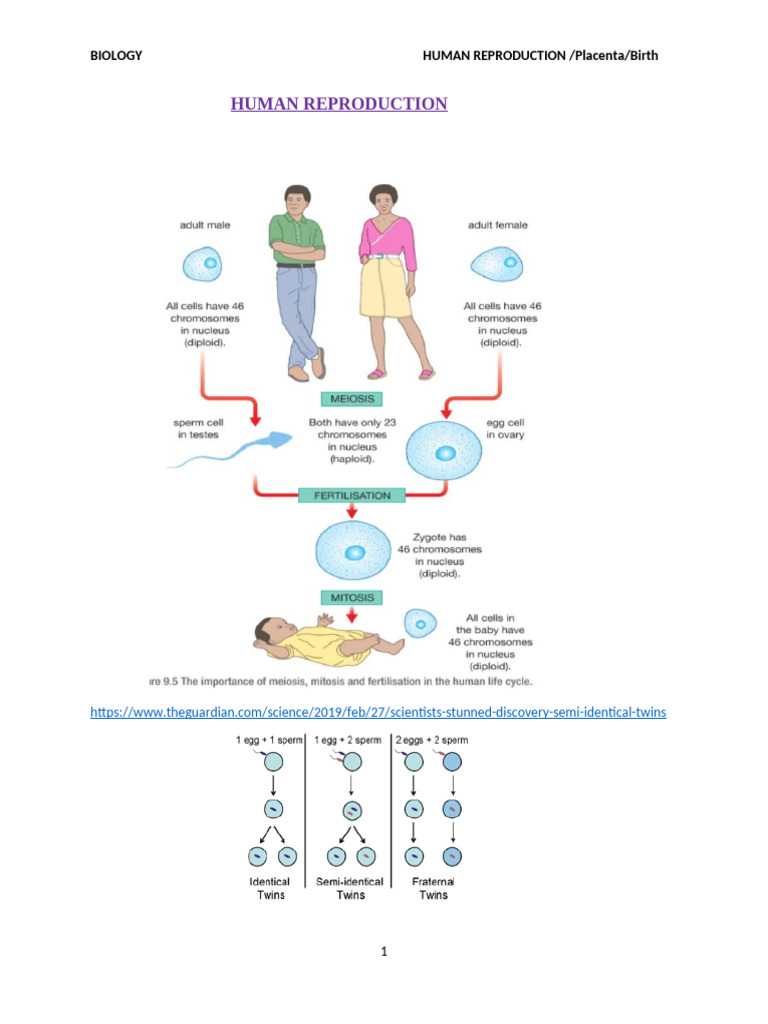 Worksheet_4_Placenta_Birth | PDF