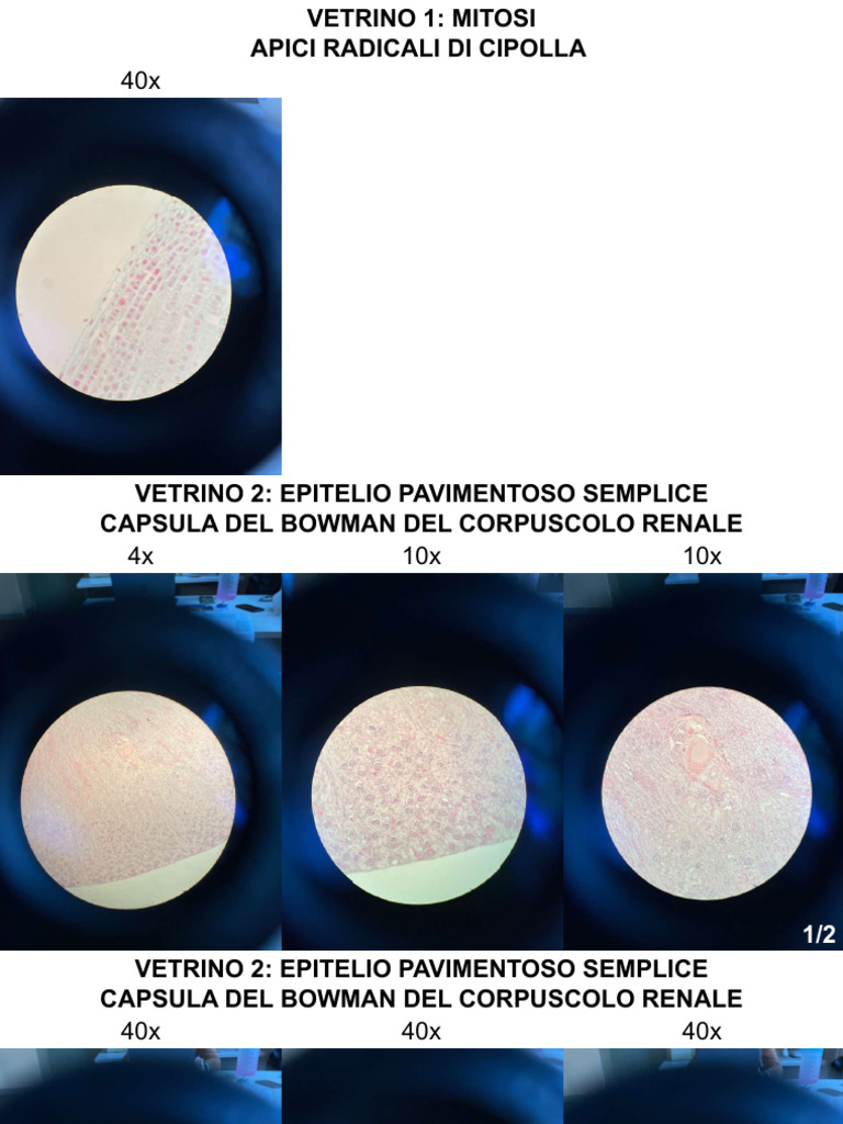 Vetrini Istologici | PDF