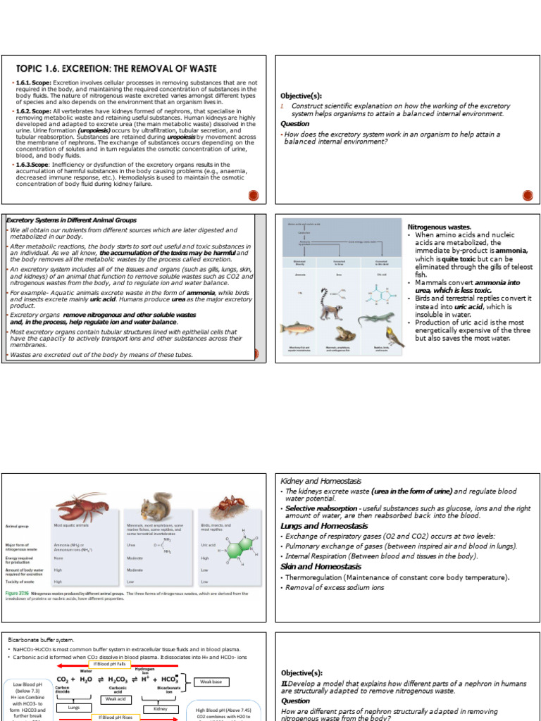 1.6 ORGAN OF WASTE REMOVAL Print | PDF | Kidney | Urinary System