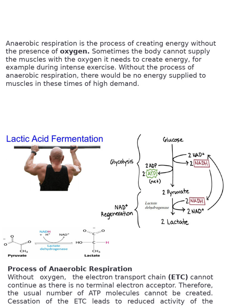 Anaerobic Respiration Explained | PDF | Cellular Respiration | Pyruvic Acid