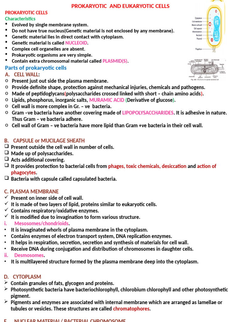 Pro and Eukaryotic Cells | PDF | Cell (Biology) | Eukaryotes
