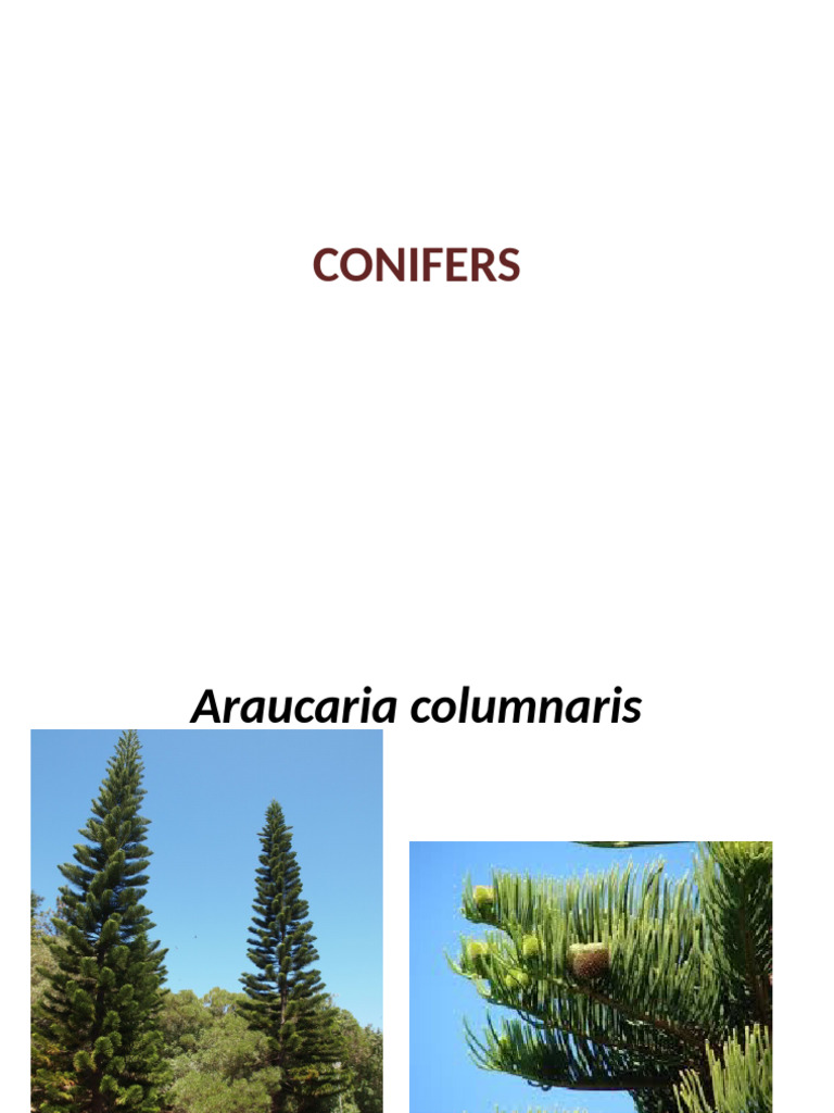 CONIFERS | PDF | Foreign Language Studies | Home & Garden