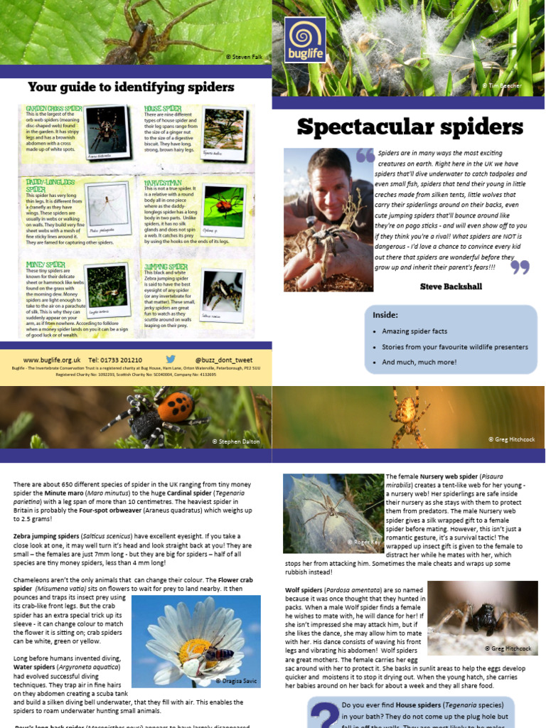Spectacular Spiders | PDF | Spider | Arthropods