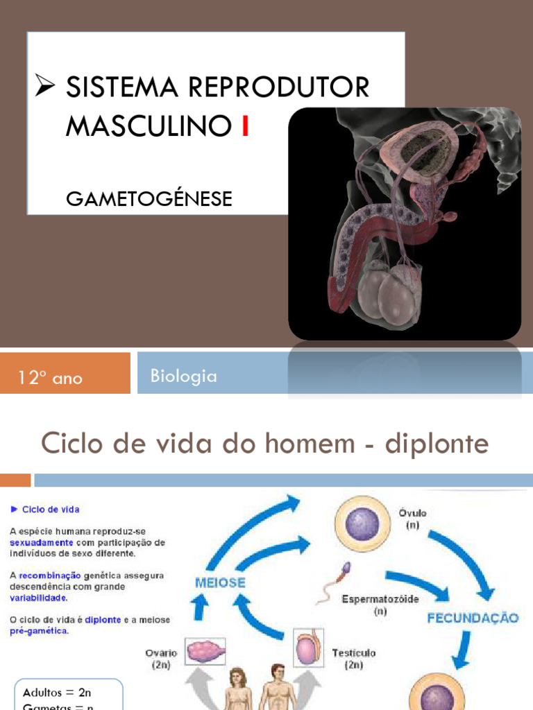 1U1 Sistema Reprodutor Masculino I | PDF