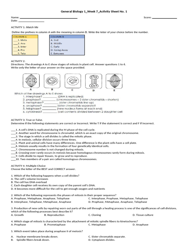Mitosis Phases and Cell Division Activities | PDF | Mitosis | Meiosis