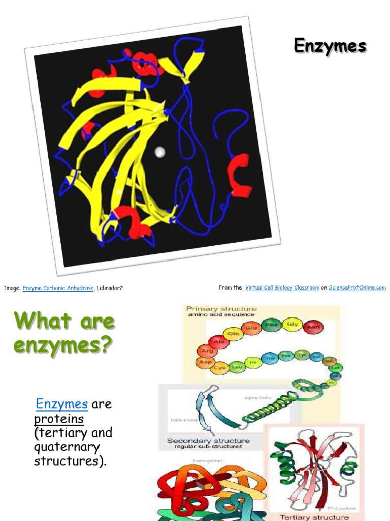 Enzymes Bio | PDF