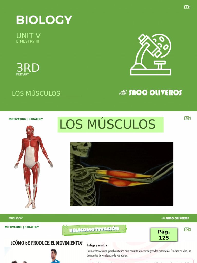 B3° - U5 - Losmúsculos | PDF