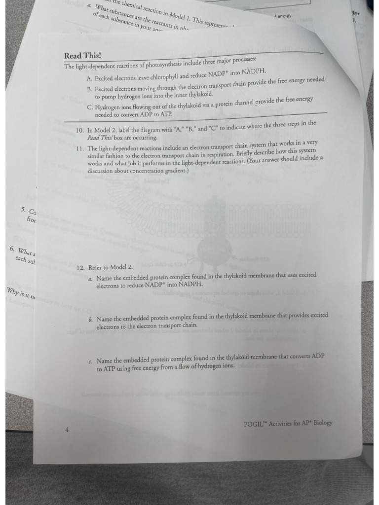 Photosynthesis Pogil | PDF