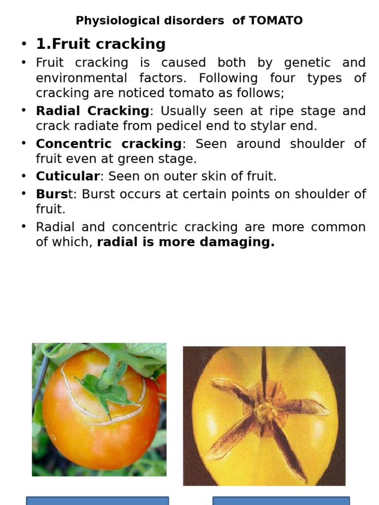 Physiological Disorders of Tomato | PDF
