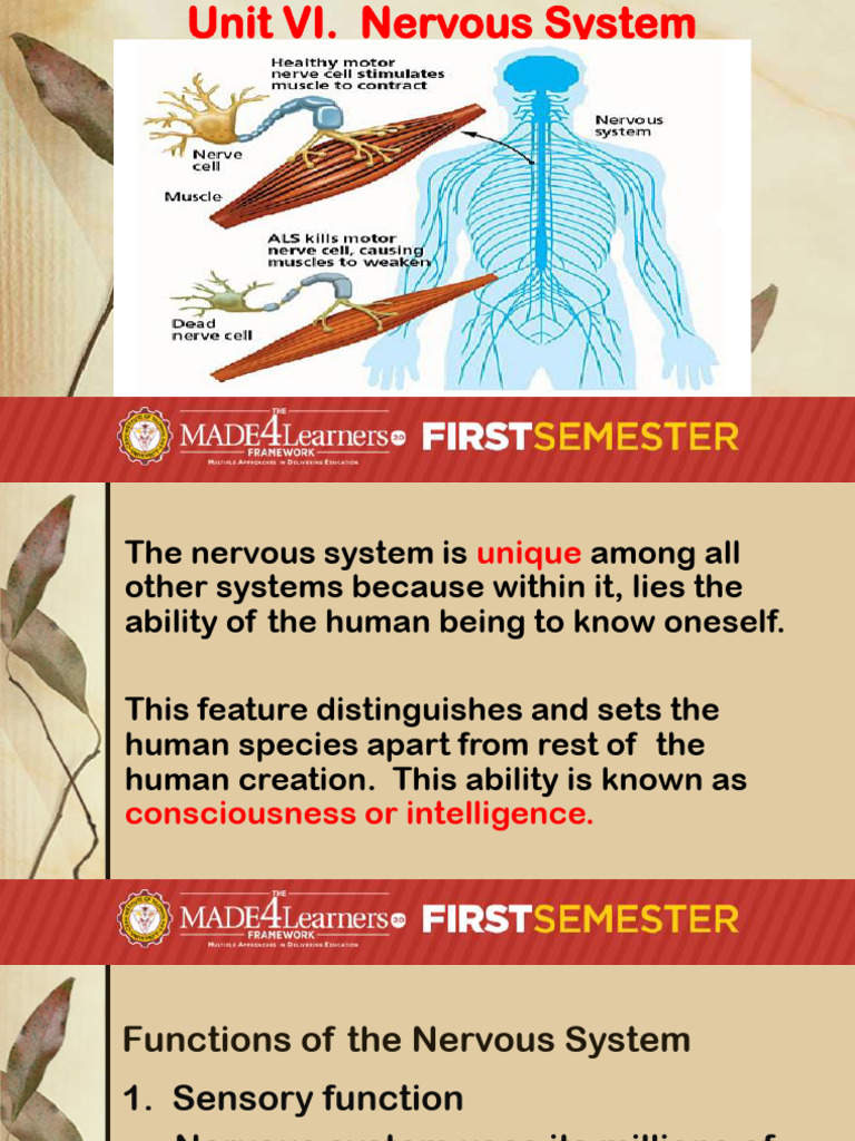 Unit VI. Nervous System and Sense Organs 1 | PDF