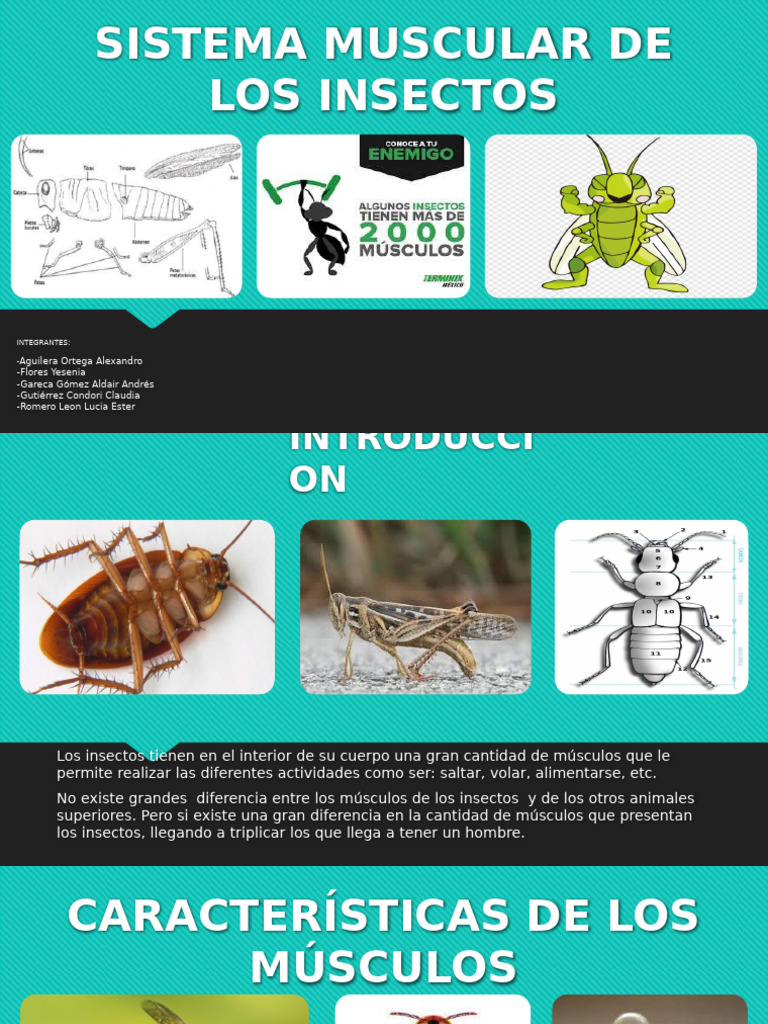 Sistema Muscular de Los Insectos Luciar123 | PDF
