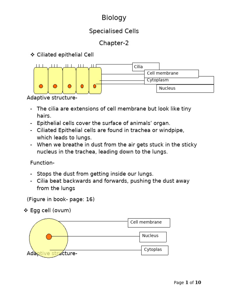 (Specialised Cells) A-1 Notes | PDF