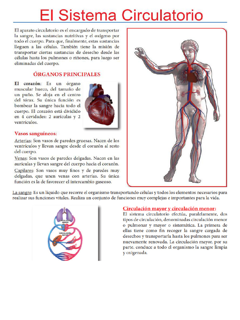 El Sistema Circulatorio Ficha | PDF