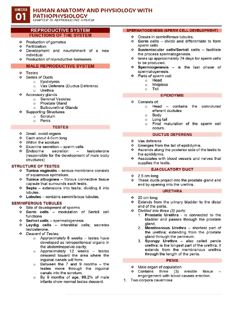 Anaphhy Finals Reproductive System | PDF