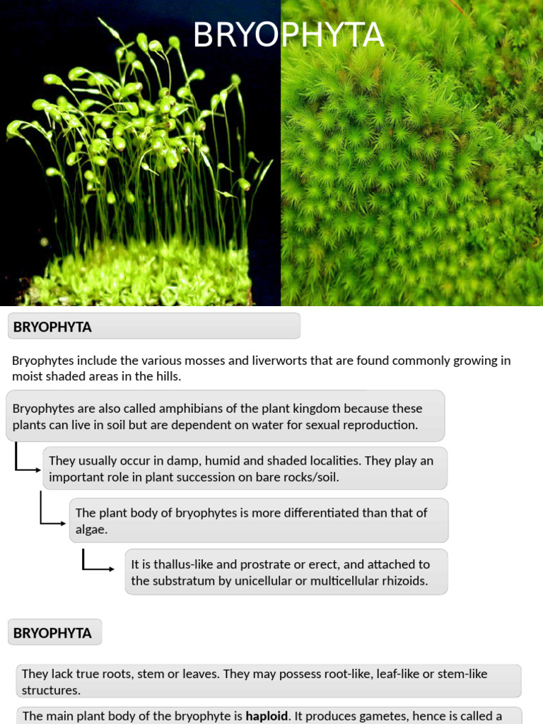 BRYOPHYTA | PDF