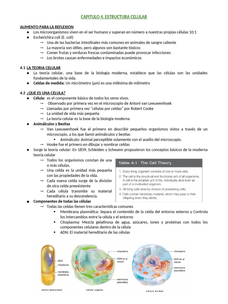 Capitulo 4 Estructura Celular Pdf Nucleo Celular Biología Celular