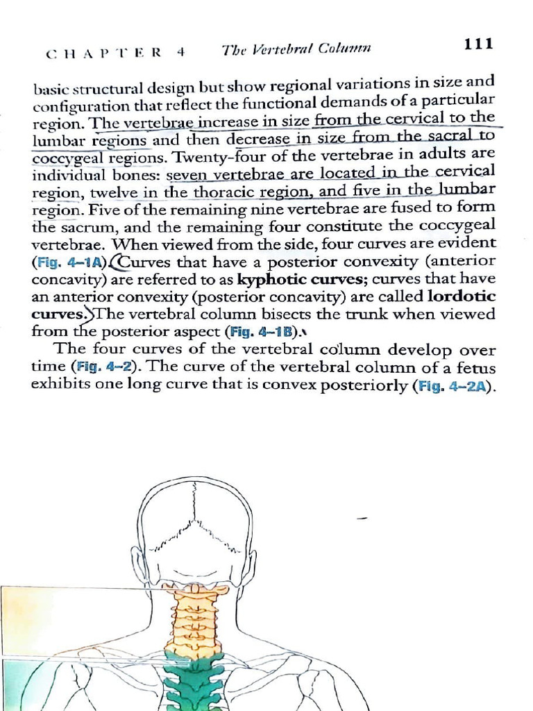 Kyphotic Anf Lordotic | PDF