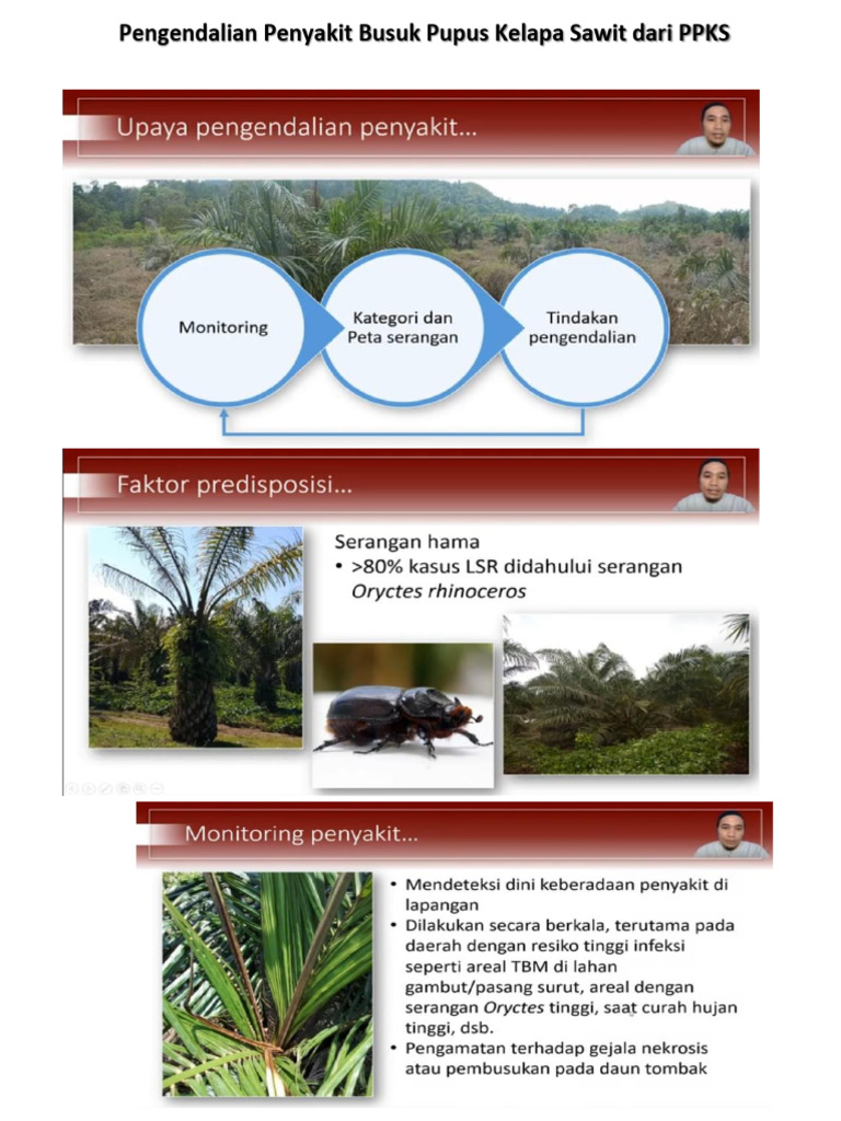 Pengendalian Penyakit Busuk Pupus Kelapa Sawit | PDF