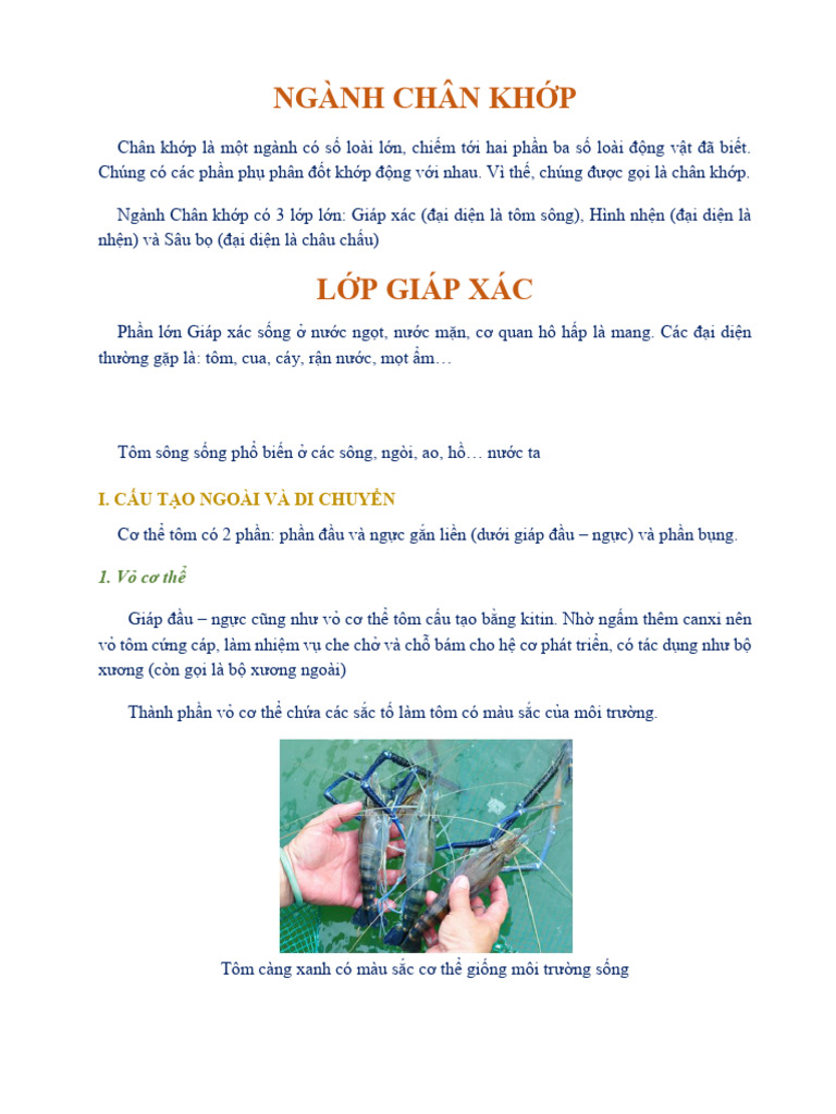 L P Giáp Xác | PDF