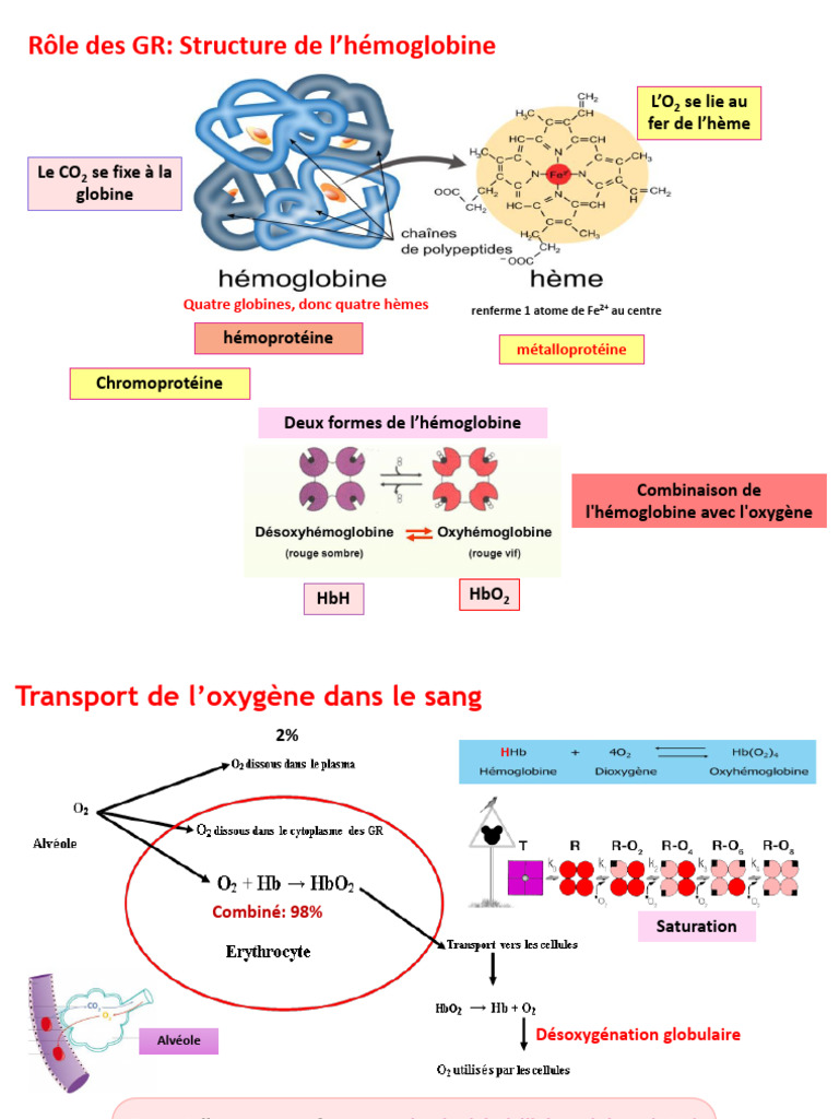 Rôle Des GR: Structure de L'hémoglobine: O Se Lie Au | PDF