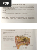 Gr.12 Life Sciences The Ear | PDF | Ear | Auditory System