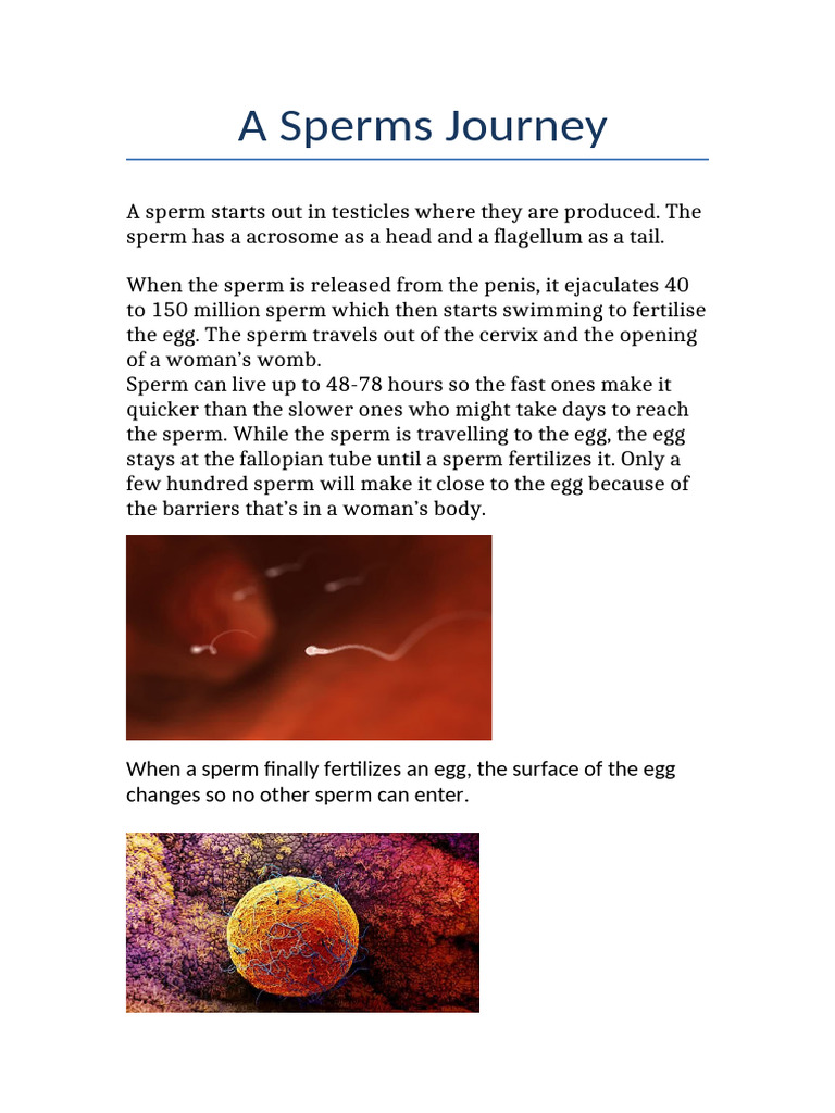 A Sperms Journey (Tic Tac Toe 2) | PDF