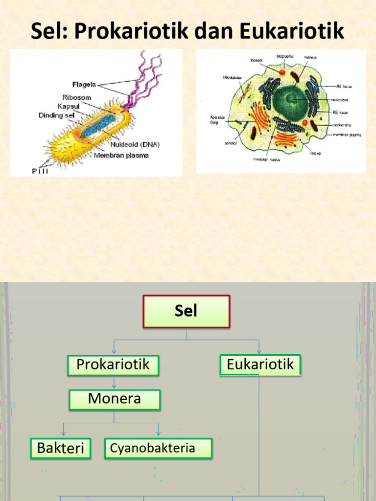 Sel Prokariotik Dan Sel Eukariotik | PDF